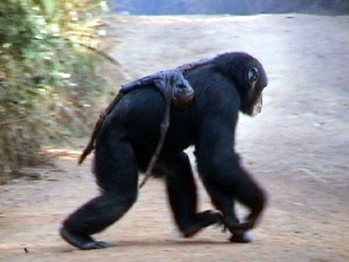 Chimpanzee mothers carry their mummified dead infants - juesatta (CJ ... Chimpanzee mothers carry their mummified dead infants - juesatta (CJ ...